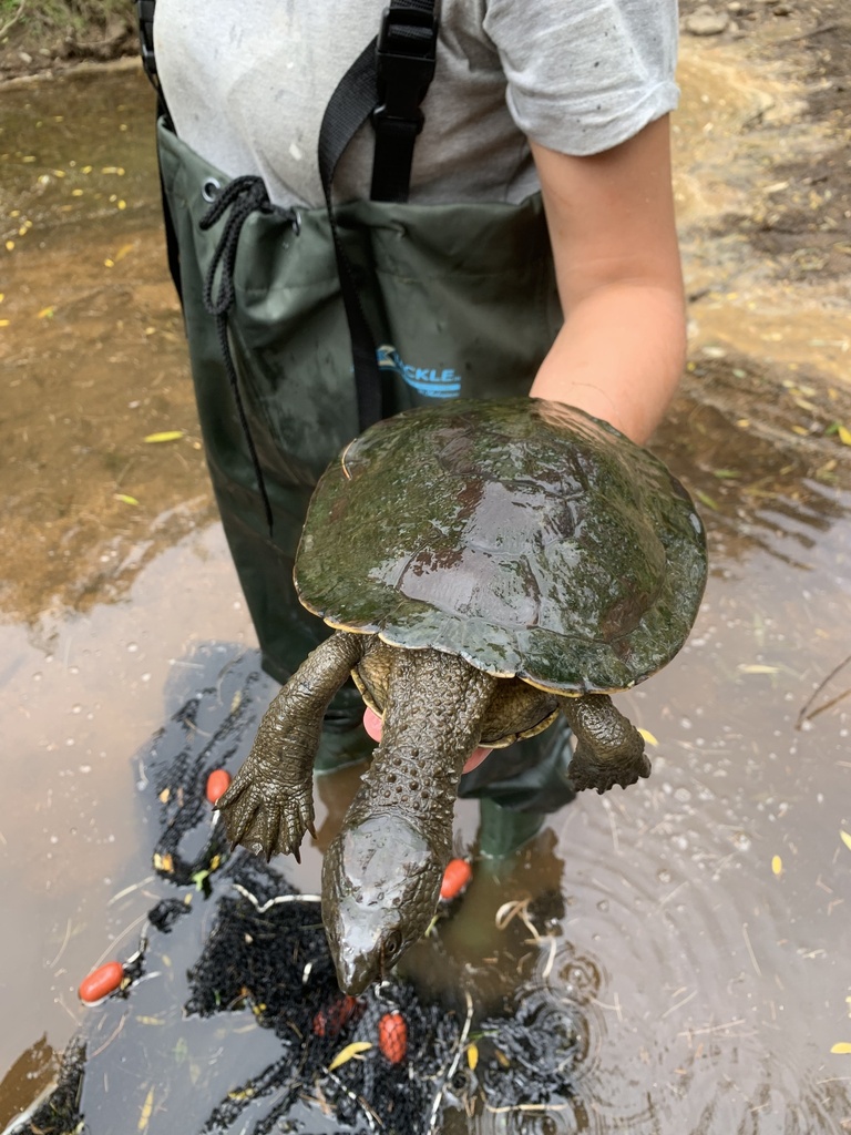 Eastern Saw-shelled Turtle from Fish River, Tarana, NSW, AU on March 7 ...