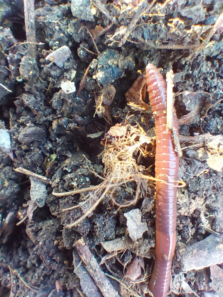 Lumbricid Earthworms in March 2025 by skylar_schell. Found while ...