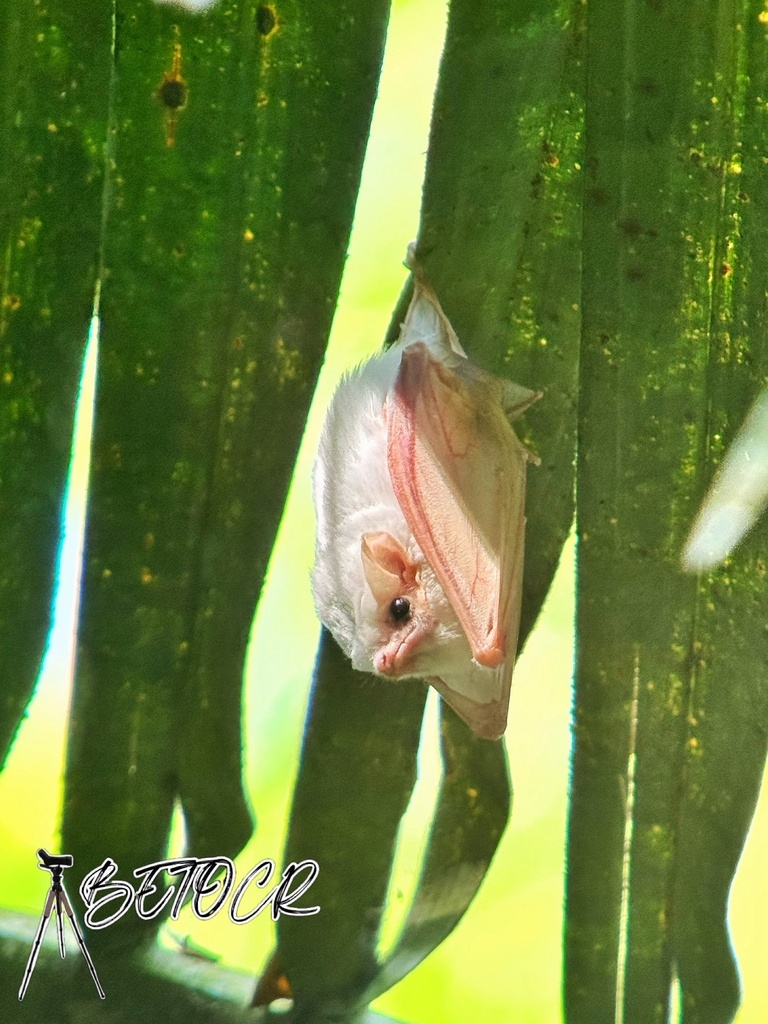 Northern Ghost Bat from Parque Nacional de Carara, Garabito, Puntarenas ...