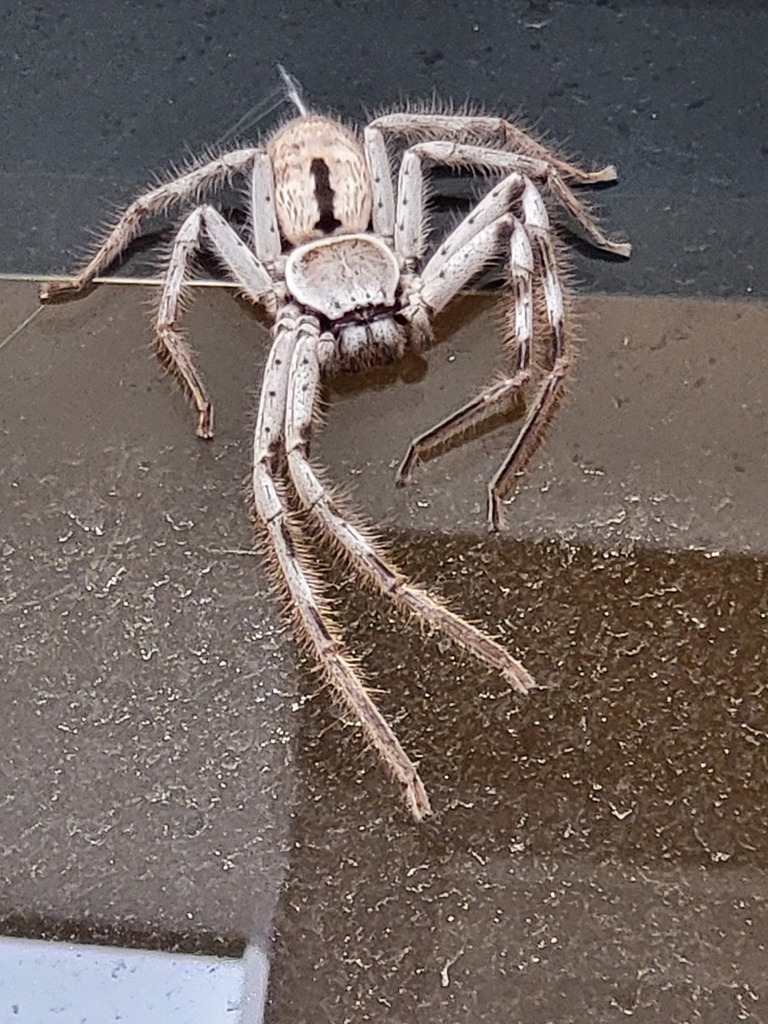 Grey Huntsman Spider from Dakabin QLD 4503, Australia on March 10, 2025 ...