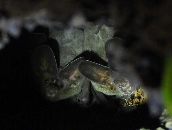 Round-eared Bats from Heredia, Sarapiquí, Costa Rica on December 14 ...