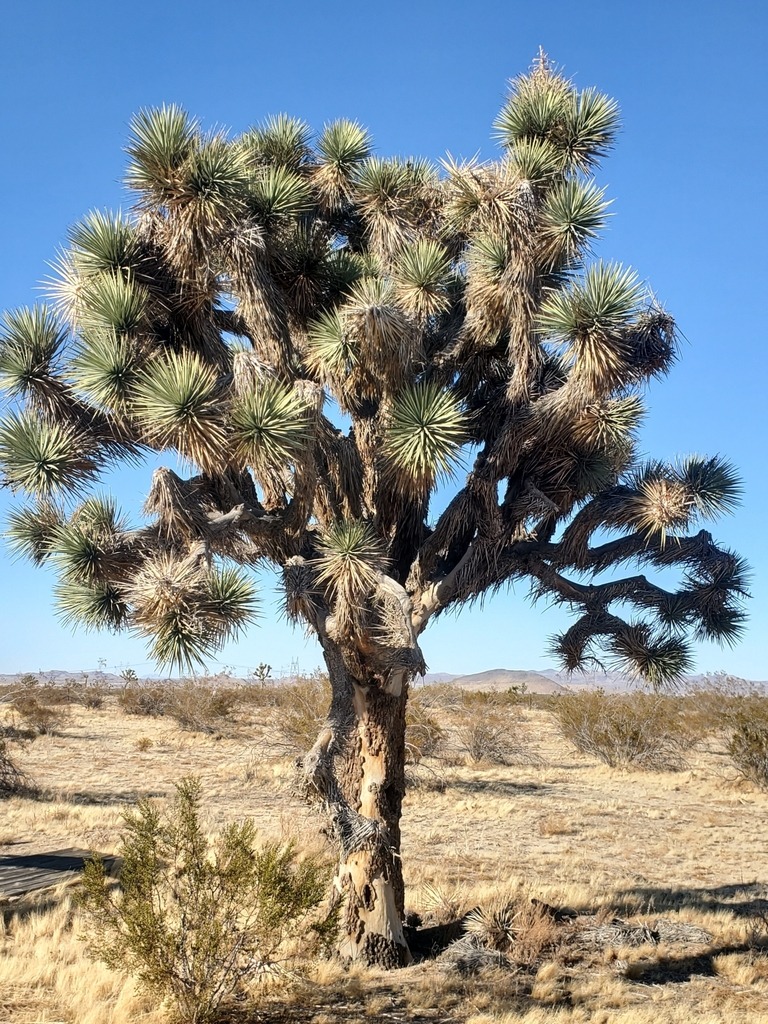 Western Joshua Tree from Crystalaire, CA 93544, USA on March 9, 2025 at ...