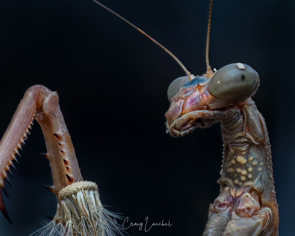 Australian Grass Mantises from Wodonga VIC, Australia on March 9, 2025 ...