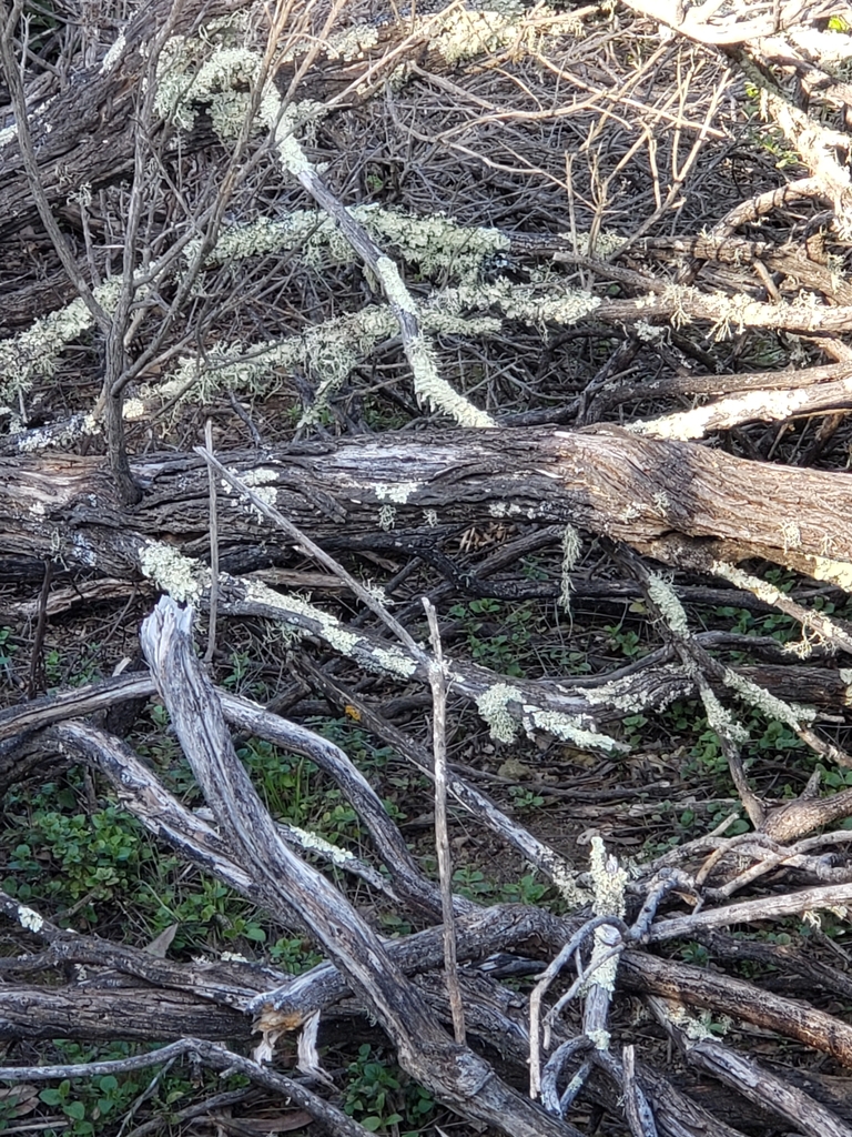 Powdery Sea-Fog Lichen from Hayward, CA 94546, USA on March 9, 2025 at ...