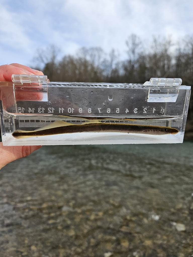 American Brook Lamprey from Clendenin, WV, USA on March 9, 2025 at 08: ...