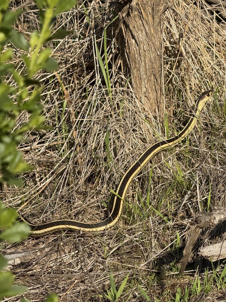 Valley Garter Snake from Coal Oil Point Reserve, Goleta, CA, US on ...