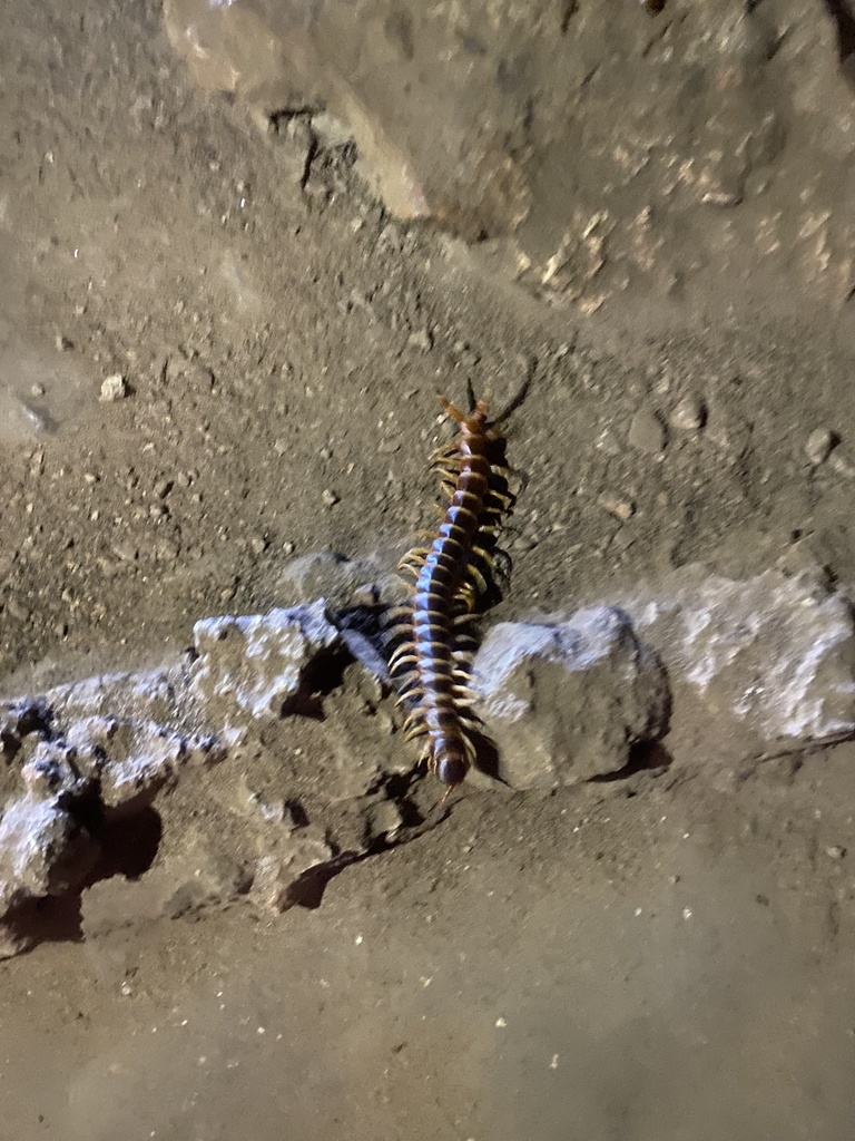 Amazonian Giant Centipede from Arikok National Park, Aruba, AW on March ...