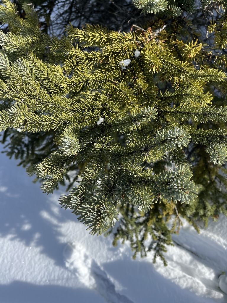 subalpine fir from Whitehorse, Unorganized, YT, CA on March 09, 2025 at ...