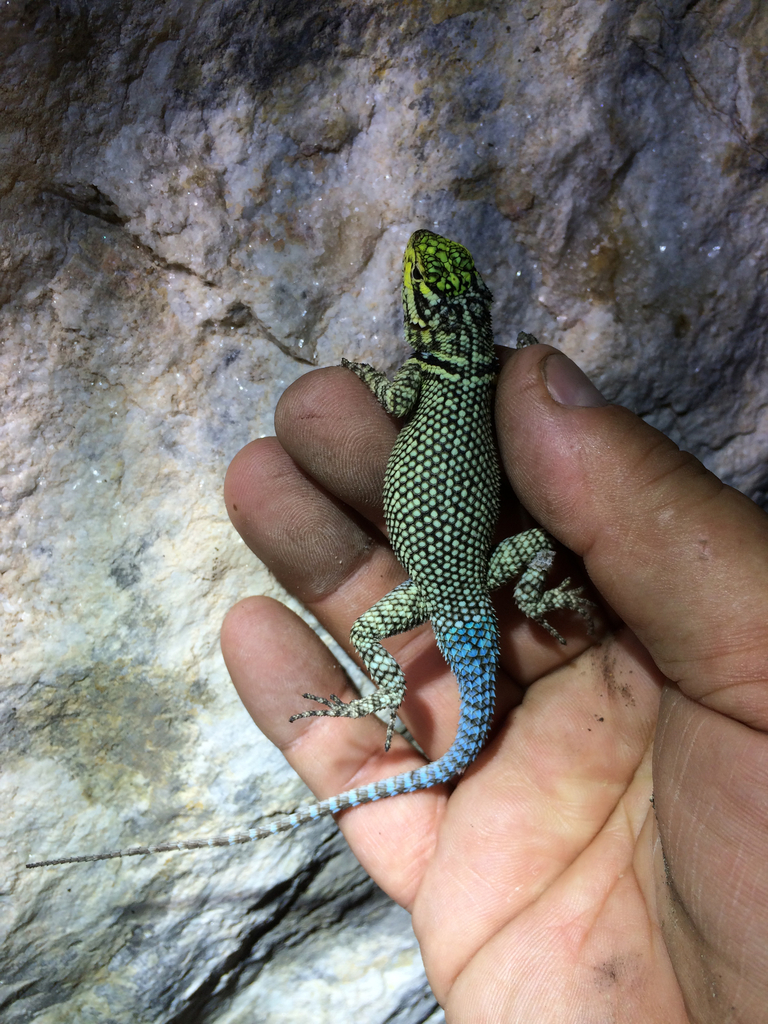 Blue-spotted Spiny Lizard (Sceloporus cyanostictus) - Snakes and Lizards