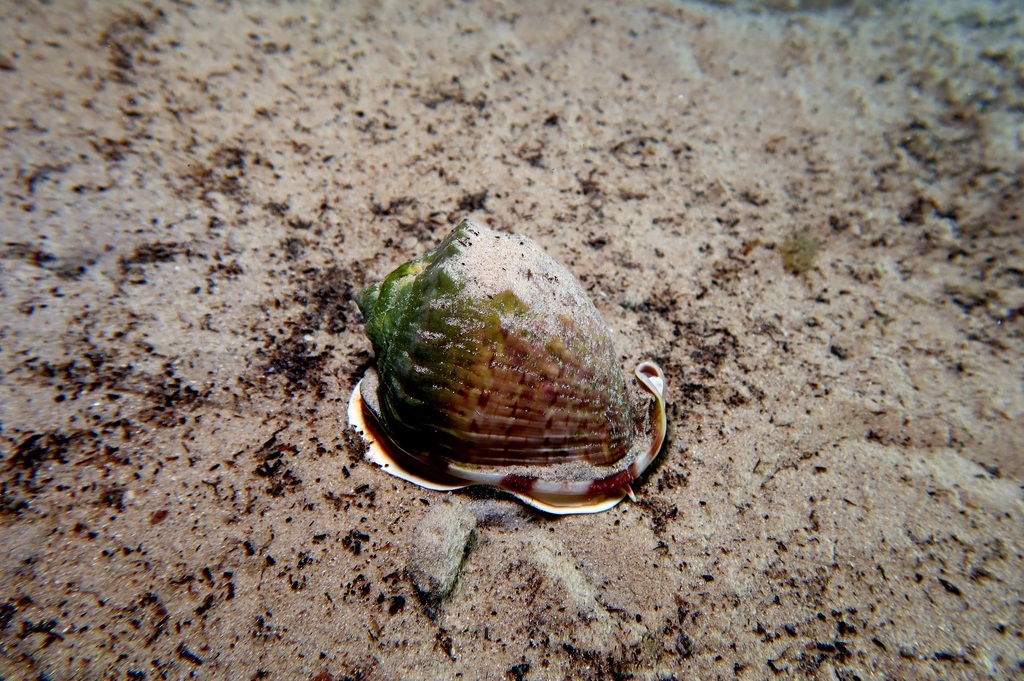 fimbriate helmet snail from Second Valley jetty on March 09, 2025 at 08 ...