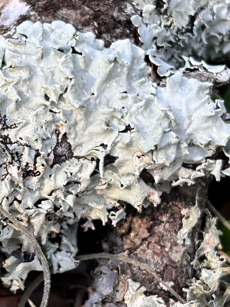 Ruffle Lichens from N 15th St, Lutz, FL, US on February 08, 2025 at 04: ...