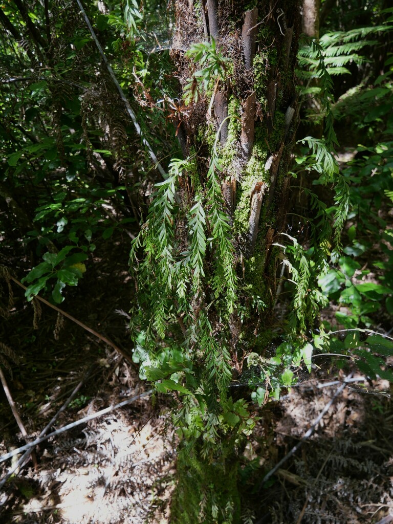 Tmesipteris elongata from Great Barrier Island / Aotea 0991, New ...