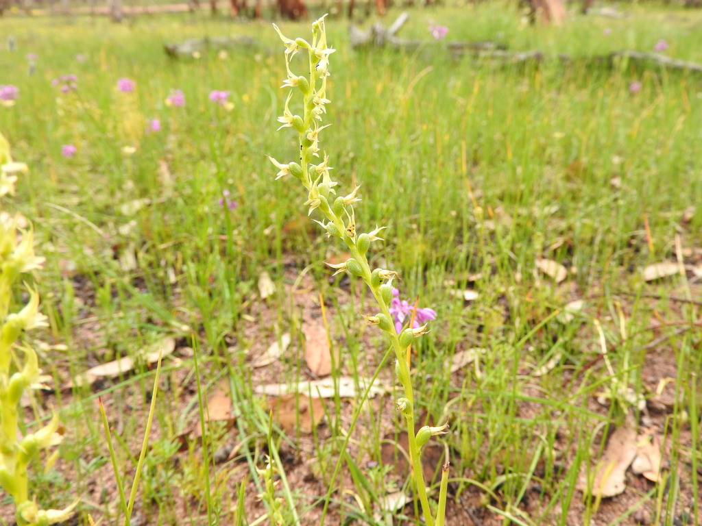 Little Laughing Leek Orchid from Flynn WA 6302, Australia on September ...