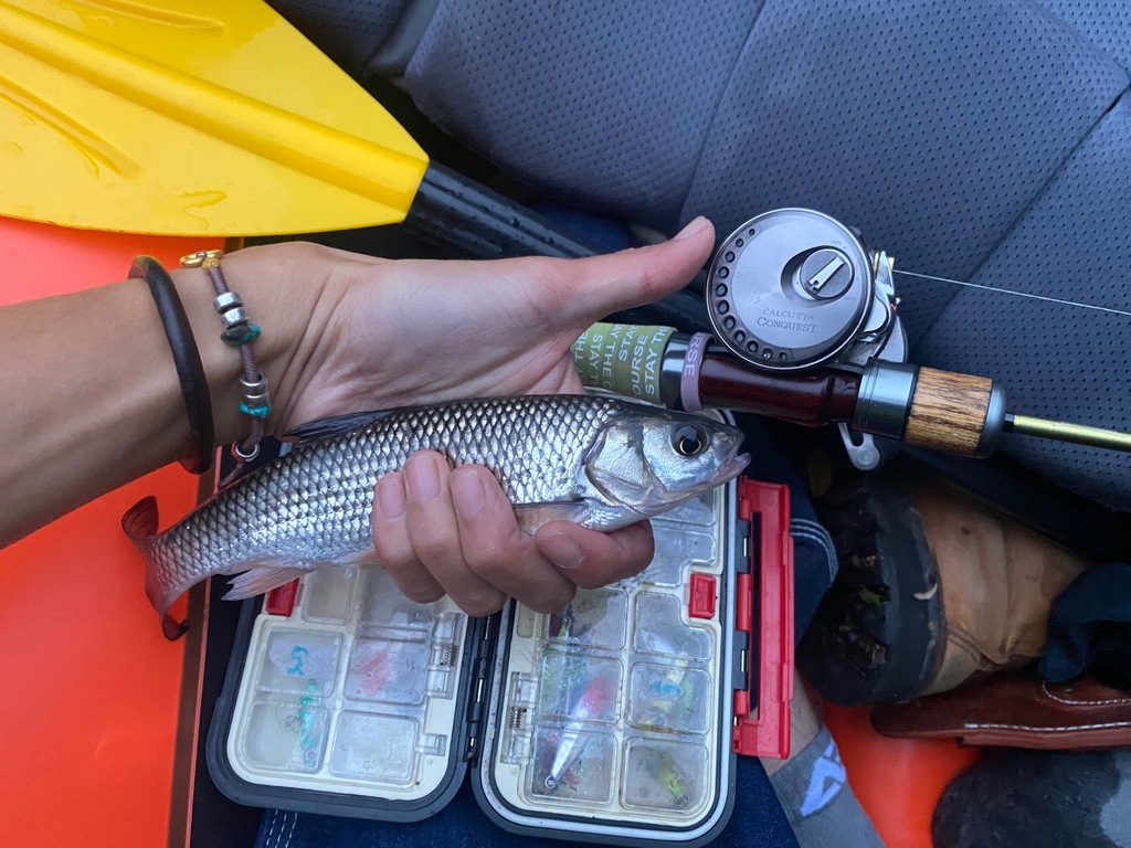 Leuciscus waleckii from Beijing, Beijing, CN on September 16, 2024 at ...