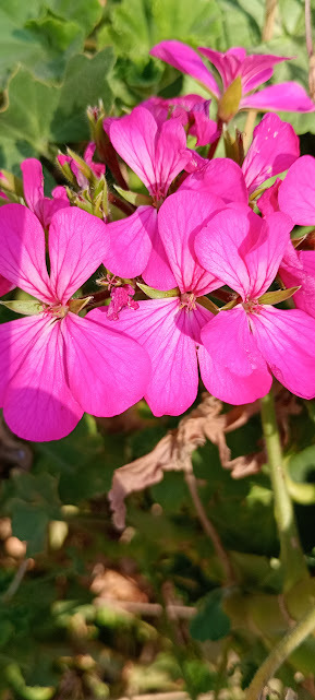 geraniums and cranesbills from Toluca de Lerdo, Méx., México on March 9 ...