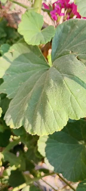 geraniums and cranesbills from Toluca de Lerdo, Méx., México on March 9 ...