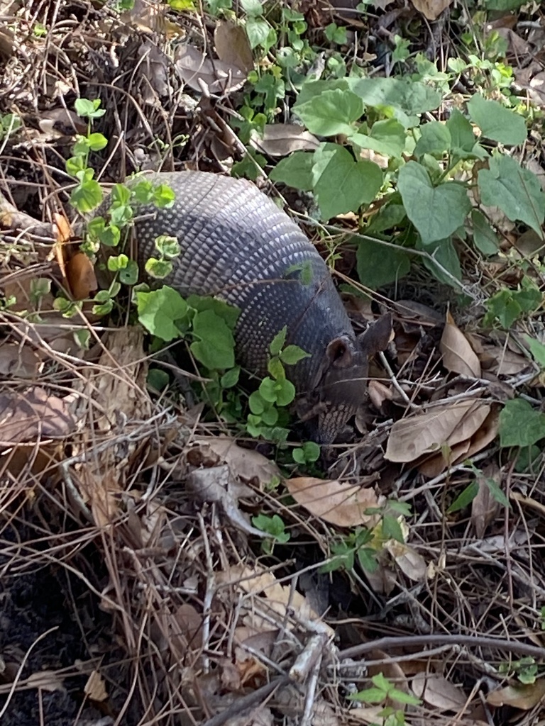 Nine-banded Armadillo from Lettuce Lake Conservation Park, Tampa, FL ...