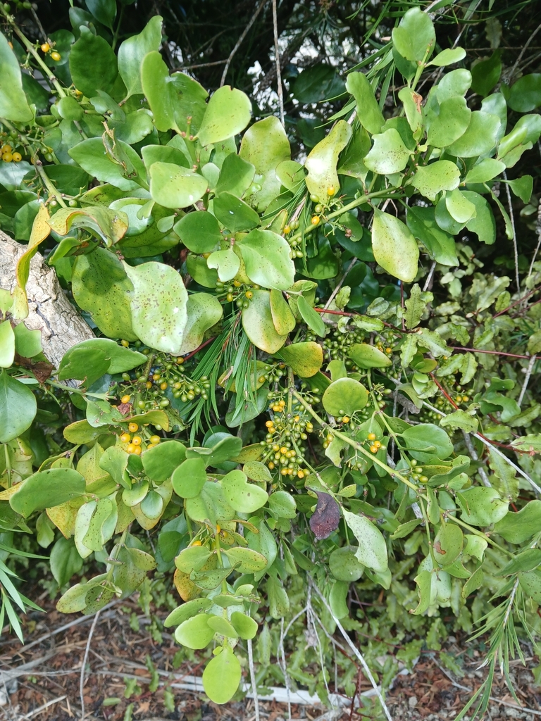 Green mistletoe from Kaka Point 9271, New Zealand on March 10, 2025 at ...