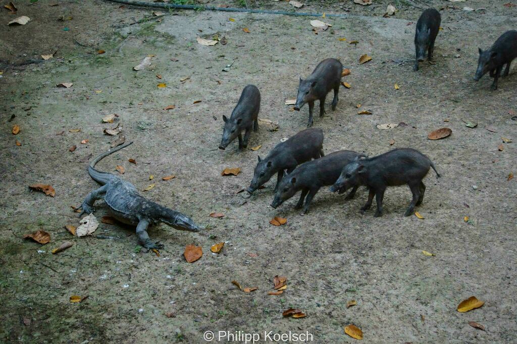Bornean Bearded Pig in March 2013 by Philipp. Wild pigs encountering ...