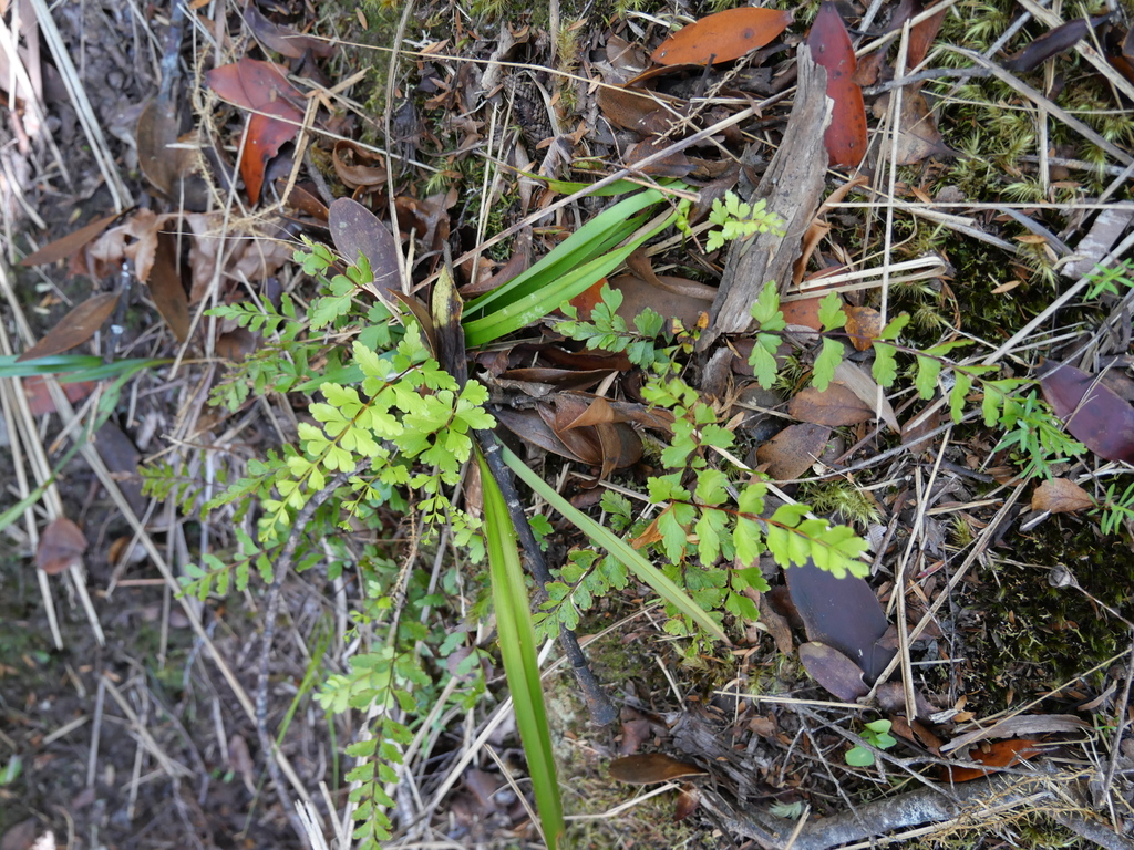 Oval Wedge-Fern from Great Barrier Island / Aotea 0991, New Zealand on ...