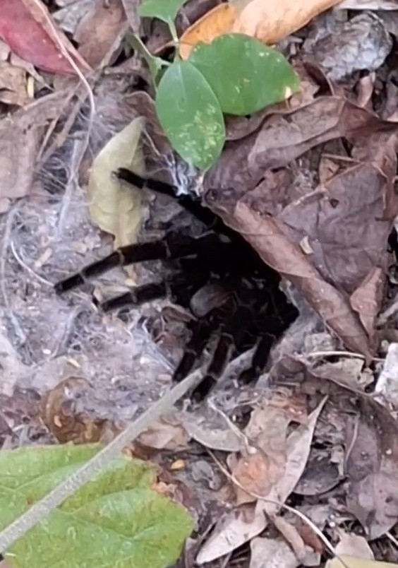 Mexican Red-rump Tarantula in March 2025 by Enrico · iNaturalist
