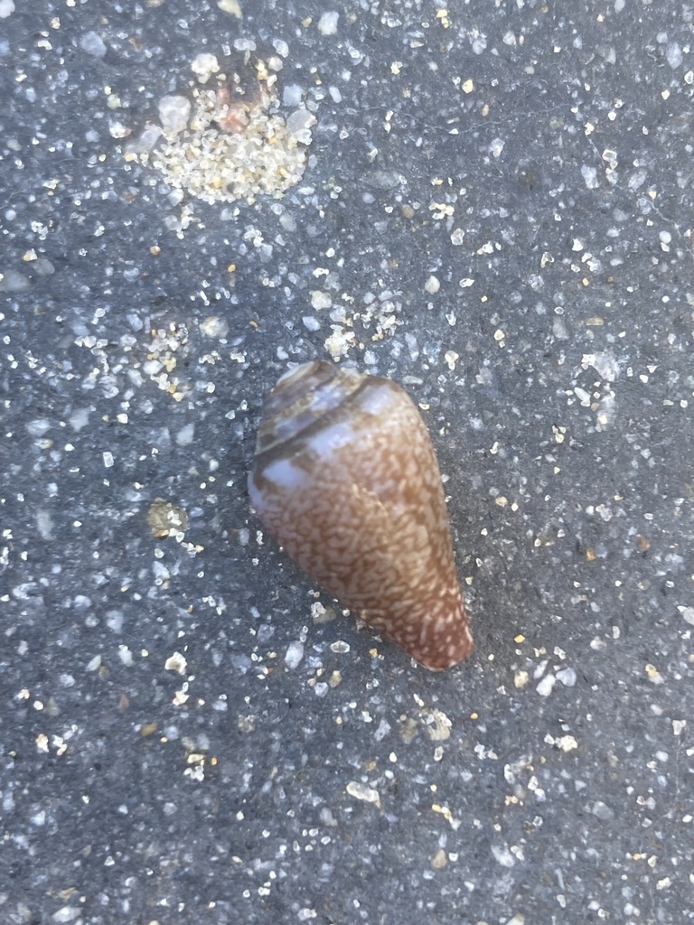 California Cone from San Elijo State Beach, Encinitas, CA, US on March ...