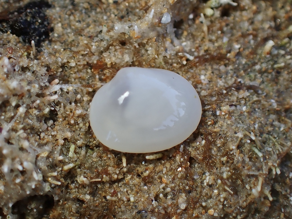 Scintillula solida from Point Lonsdale, Victoria, Australia on March 8 ...