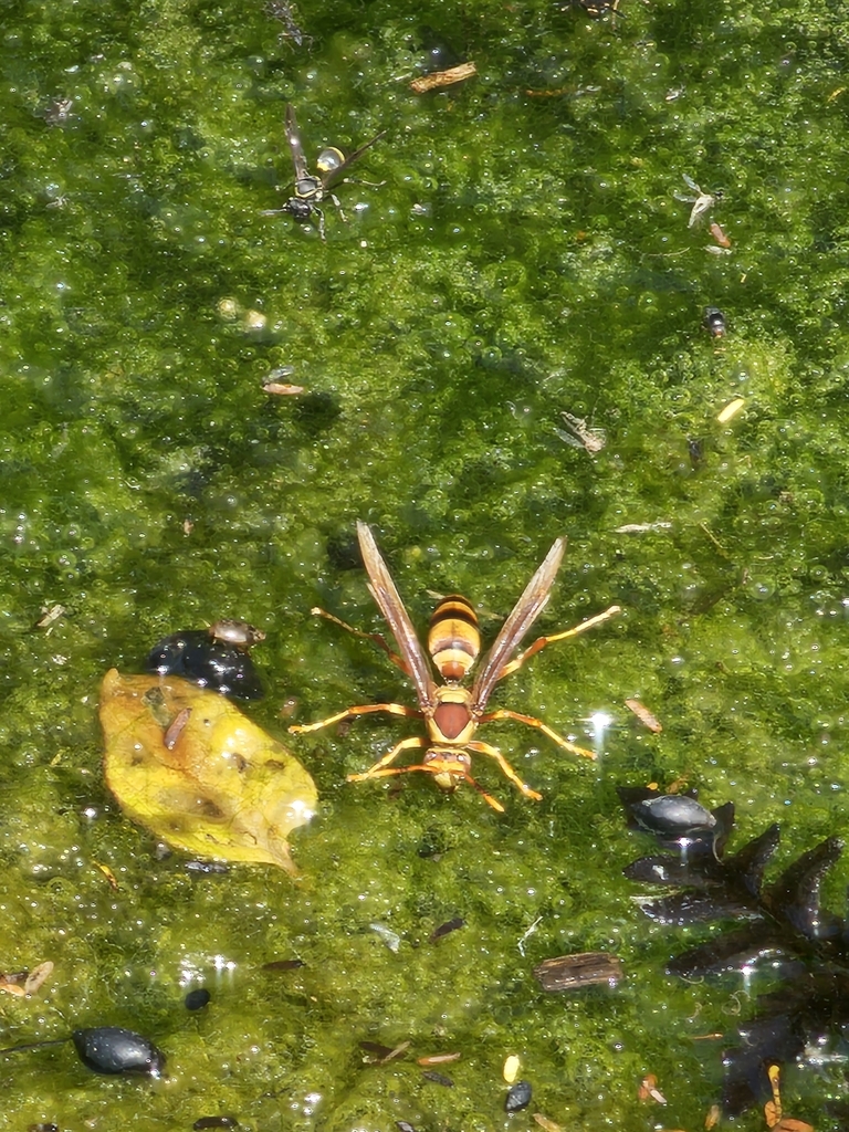 Horse Paper Wasp from 49222 Jal., México on March 9, 2025 at 01:39 PM ...