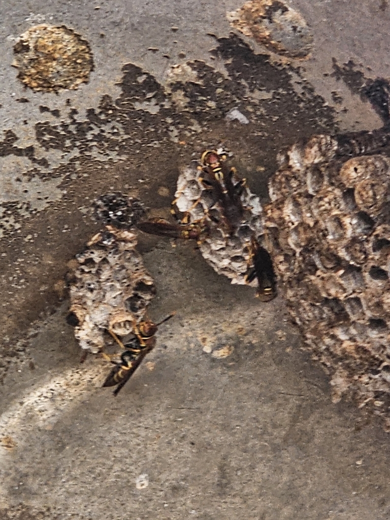 Unstable Paper Wasp from 49222 Jal., México on March 09, 2025 at 02:20 ...