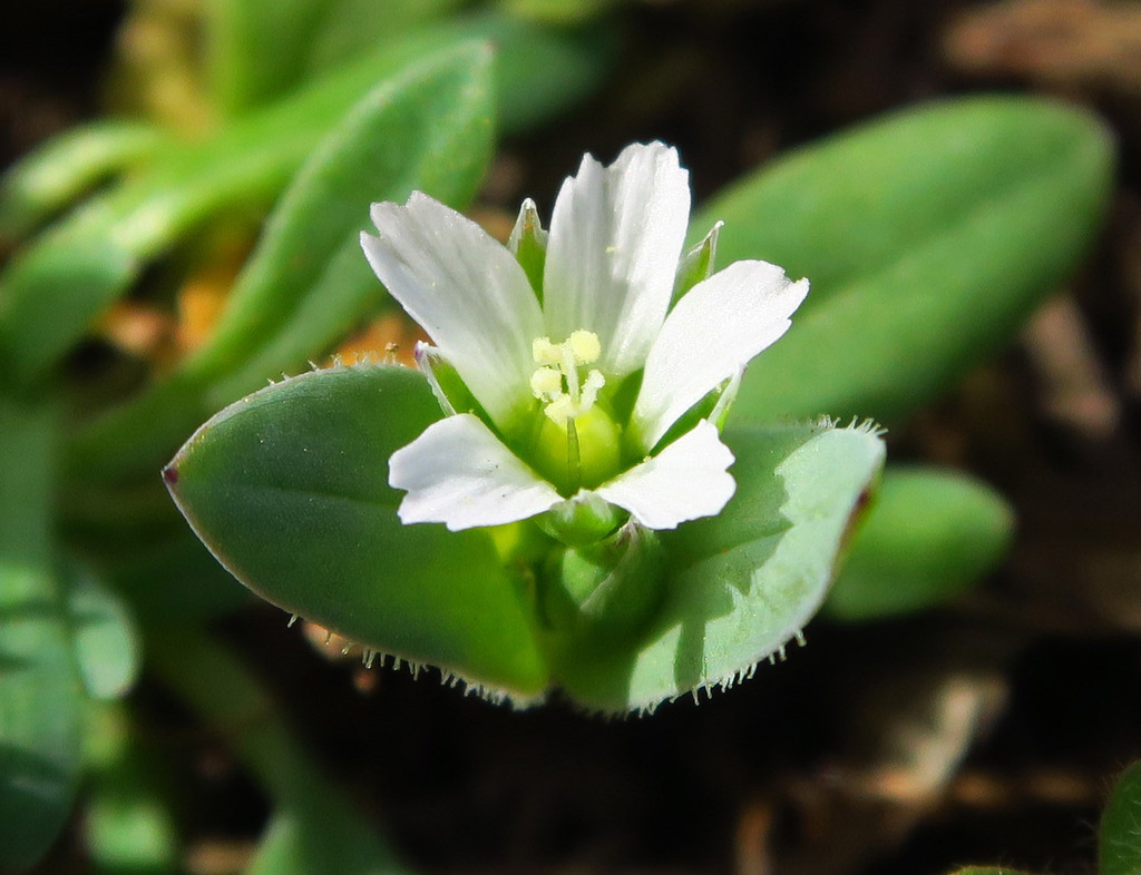 Jagged Chickweed from Four Sisters Natural Area, Chenoweth, Oregon, USA ...