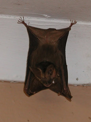 Slit-faced Bats (Genus Nycteris) · iNaturalist