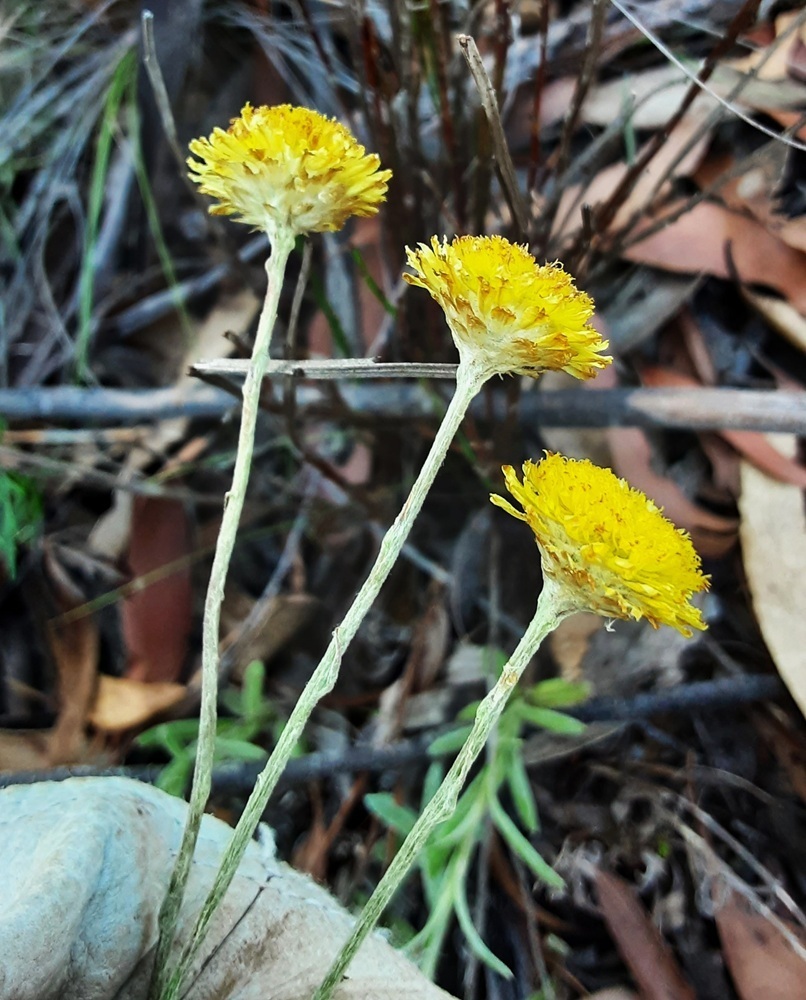 button everlasting from Marrangaroo National Park, Wallerawang NSW 2845 ...