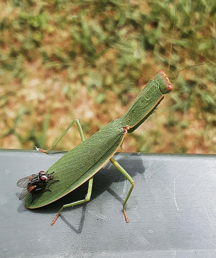 Australian Garden Mantis from Blackmans Flat NSW 2790, Australia on ...