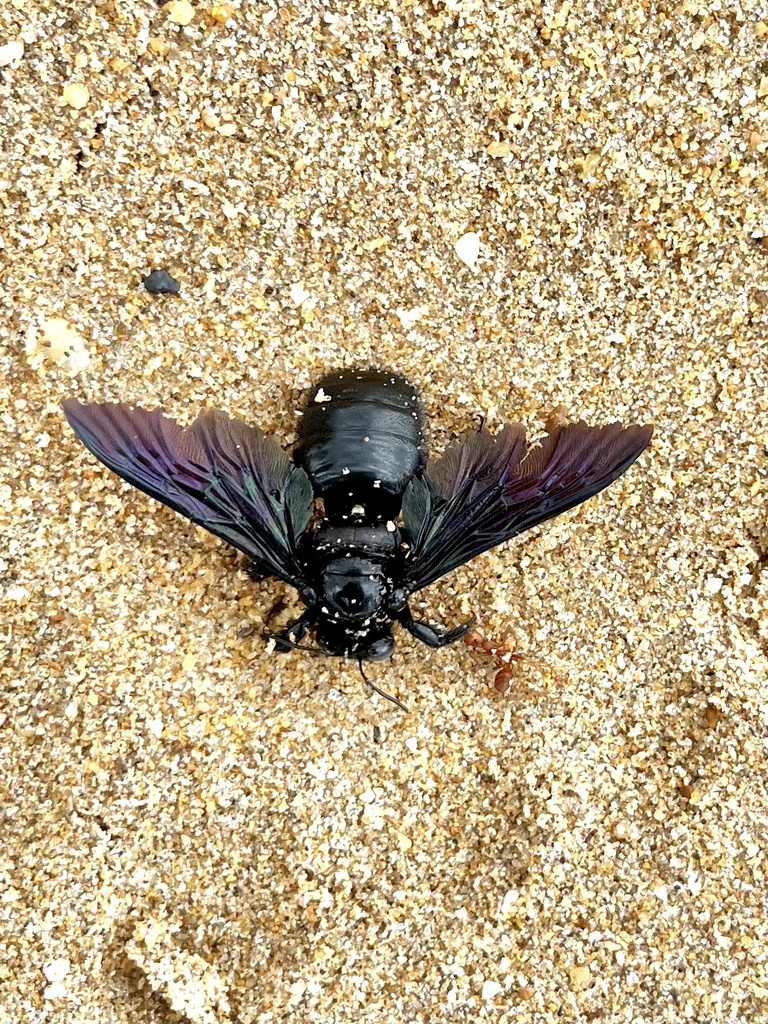 Purple-winged Bamboo-Carpenter from Andamaanienmeri, TH on March 10 ...
