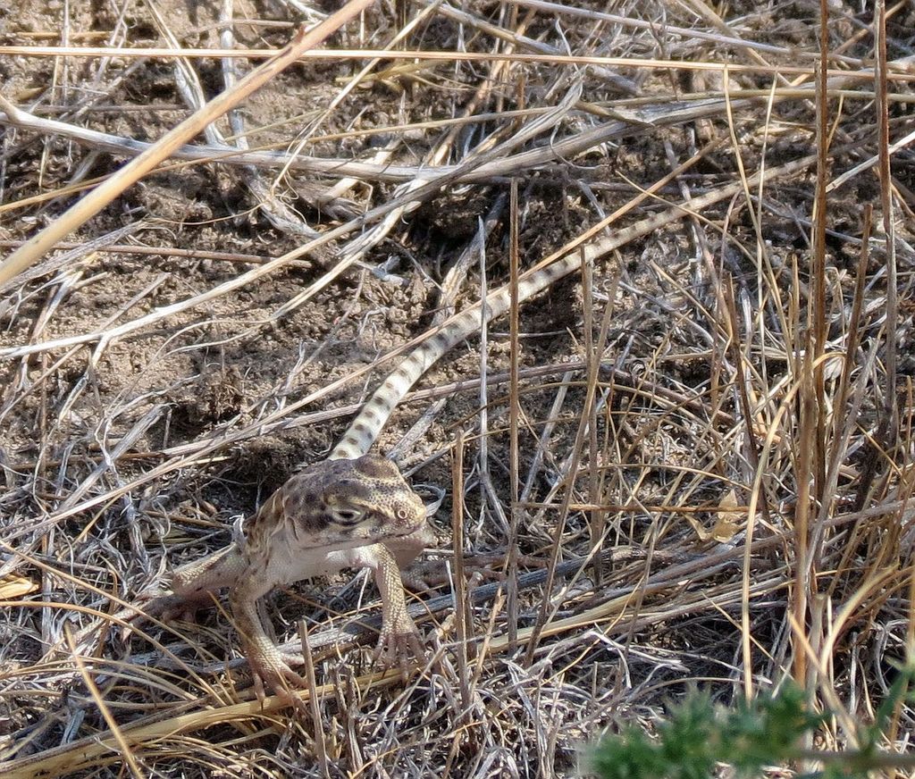 Long-nosed Leopard Lizard from Hagerman , ID on August 25, 2013 by Paul ...