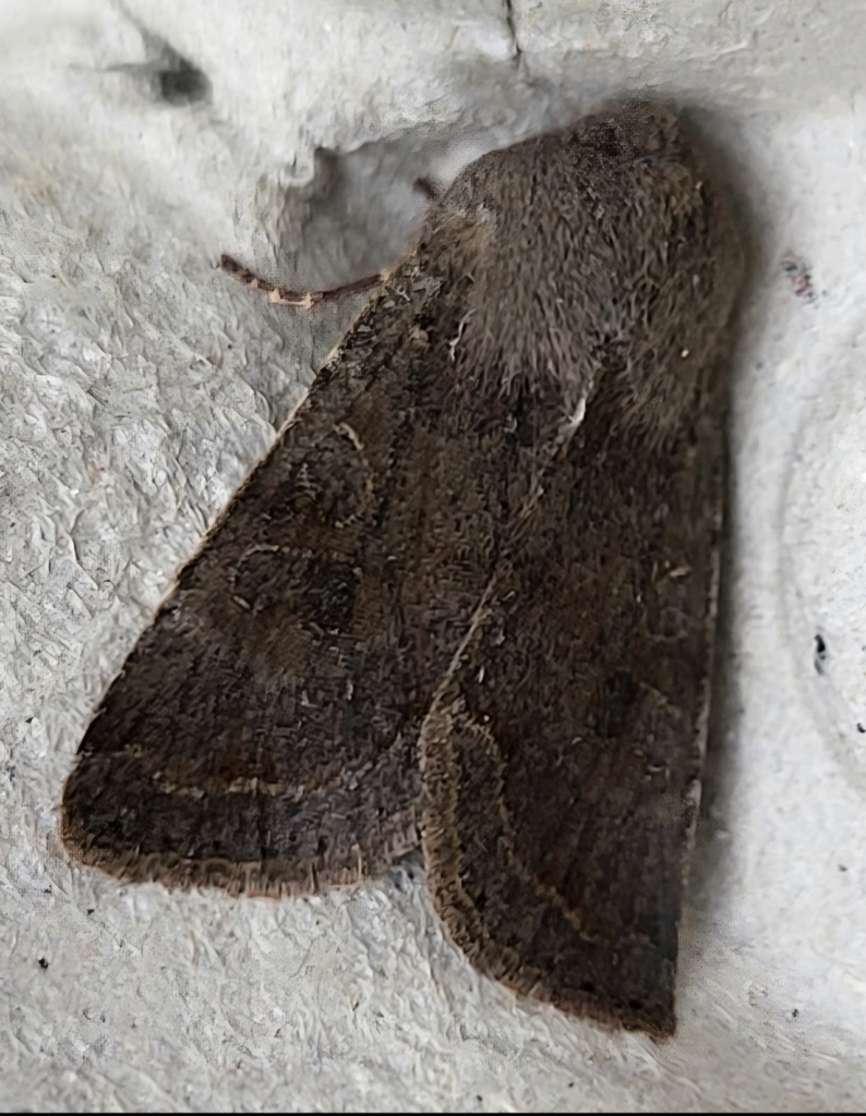 Clouded Drab from NE48 4BB on March 10, 2025 at 08:48 AM by dahliasum. In light box · iNaturalist