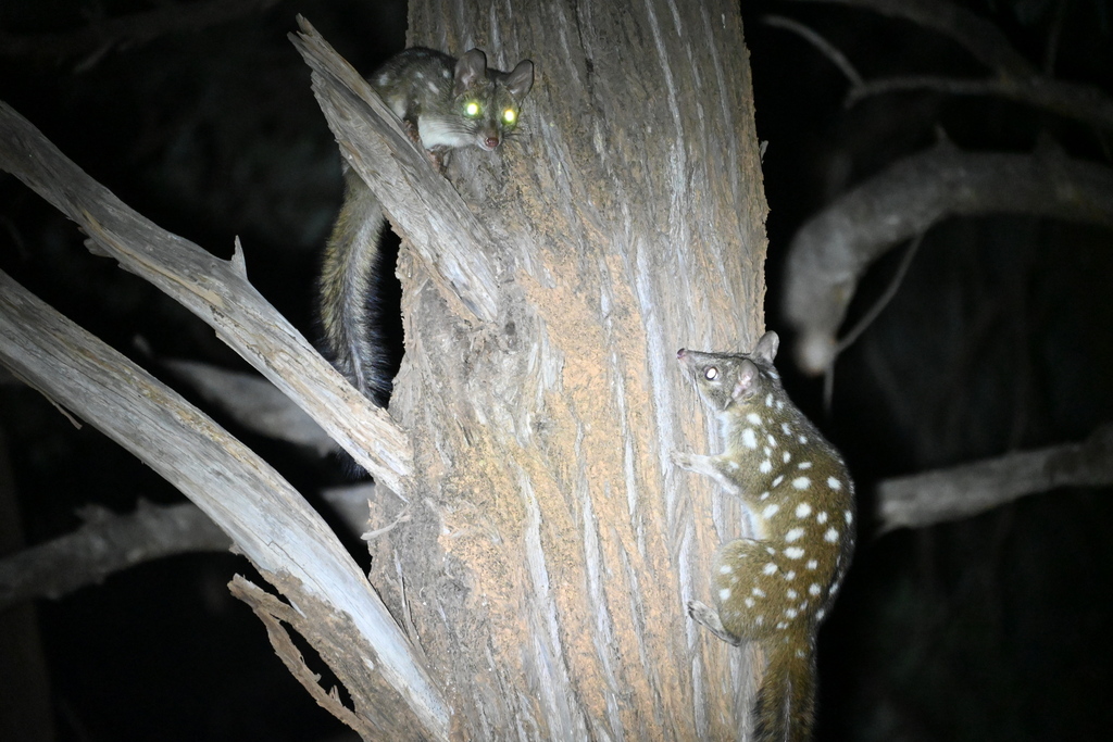 Western Quoll from Wilpena Pound Campground, Ikara-Flinders Ranges ...