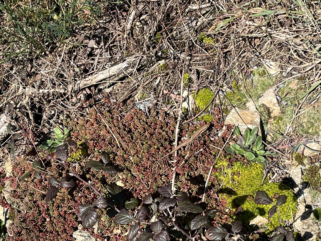 Common Wall Lizard from Chemin des Rapans, Saint-Myon, Auvergne-Rhône ...