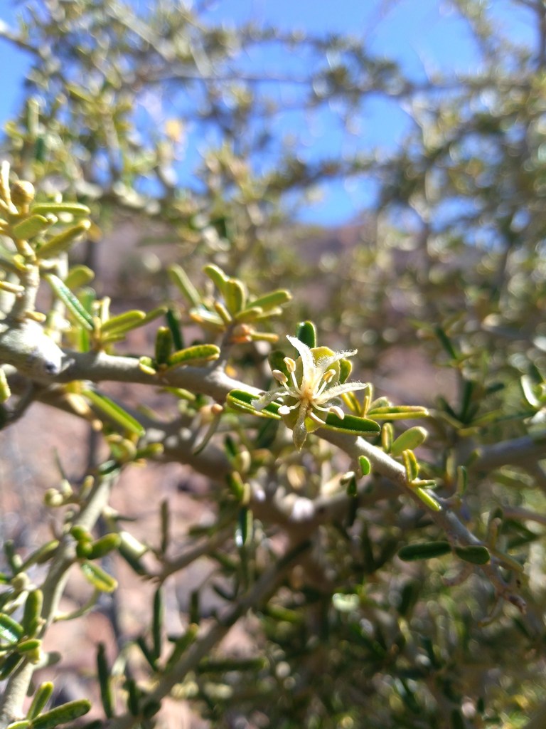 Desert Caper from La Paz, B.C.S., México on May 8, 2019 at 10:36 AM by ...