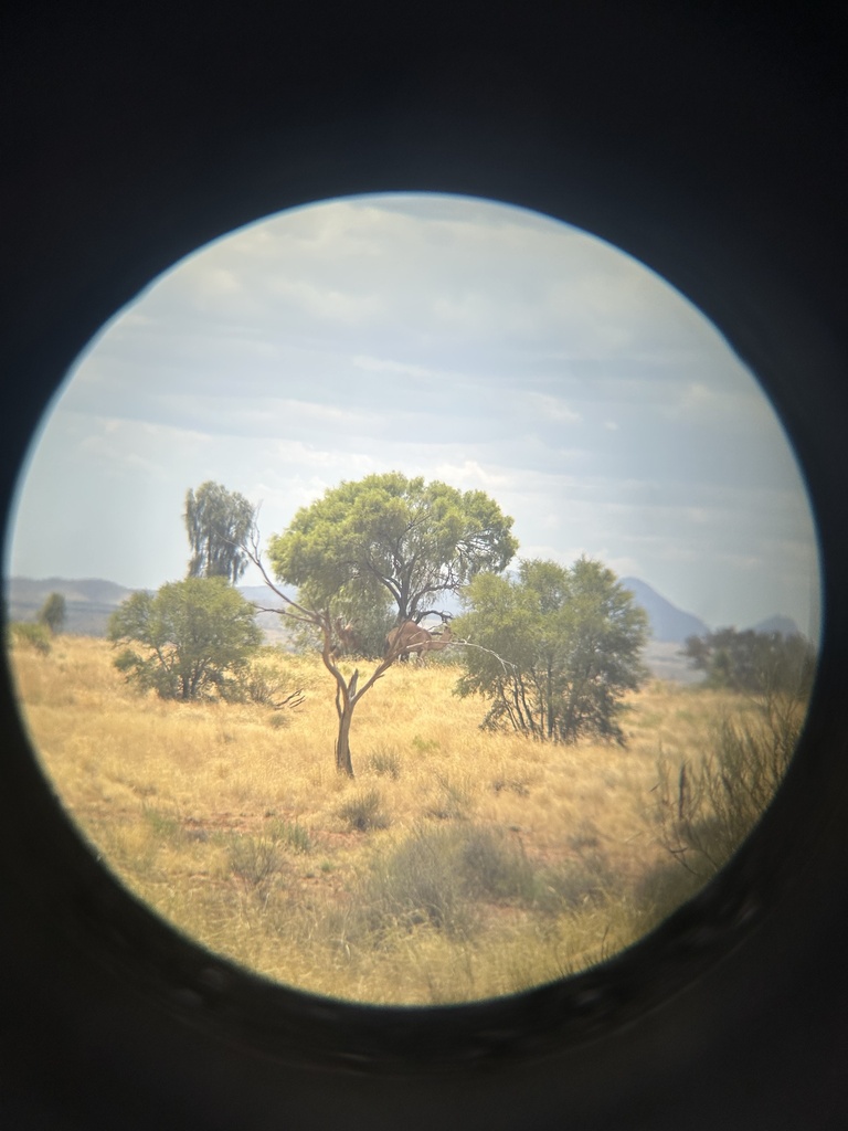 Dromedary Camel from Ljirapinta Ward, Namatjira, NT, AU on March 10 ...