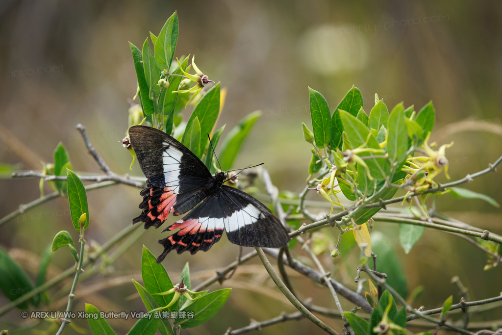 fluminense swallowtail in January 2025 by Arex Li · iNaturalist