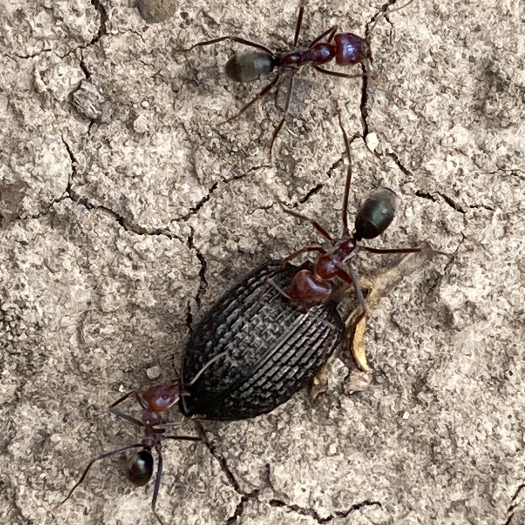 Southern Meat Ant from Moira Shire, Invergordon, VIC, AU on March 10 ...