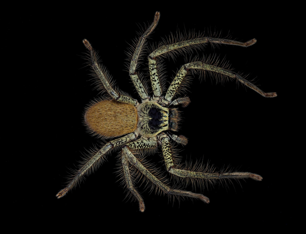 Golden Huntsman Spider from Brisbane QLD, Australia on March 9, 2025 at ...