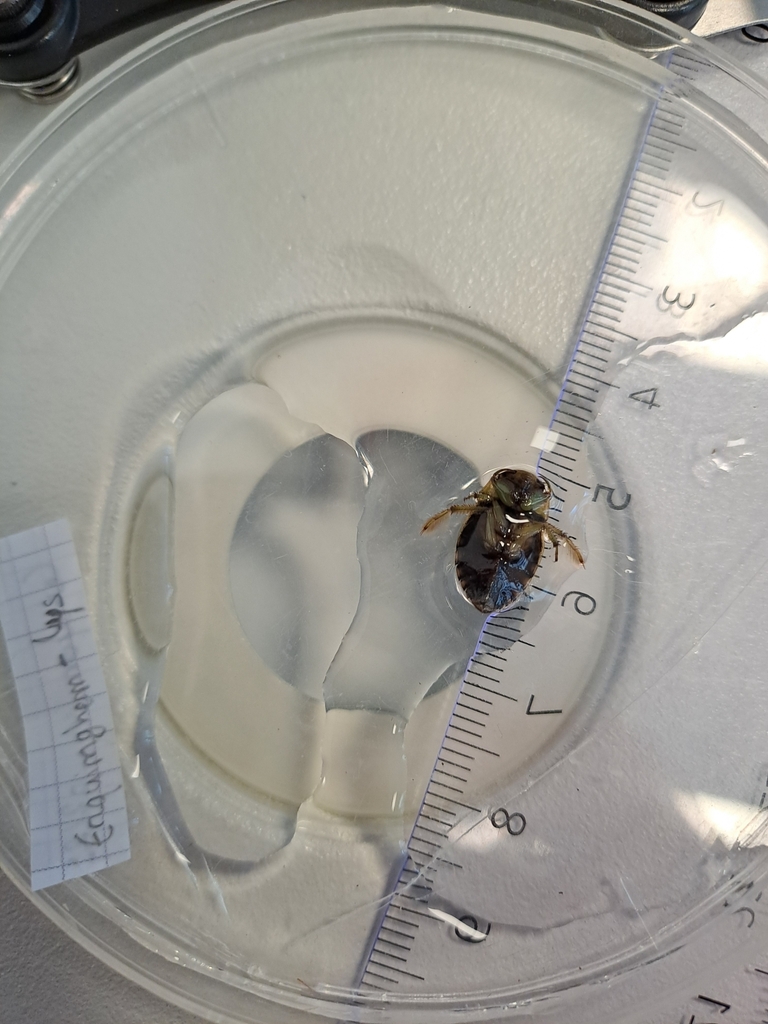 Eurasian Saucer Bug from 59133 Phalempin, France on March 7, 2025 at 09 ...