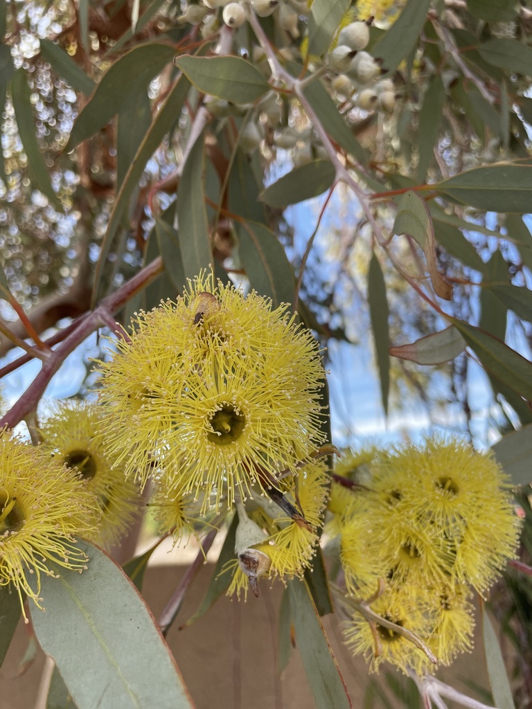 lemon-flowered mallee from Skoura Ahl El Oust, Drâa-Tafilalet, MA on ...