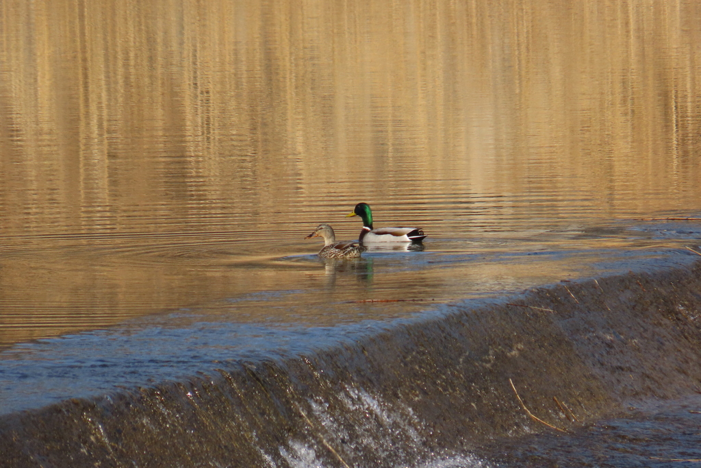 Mallard from Geochang-eup, Geochang-gun, Gyeongsangnam-do, South Korea ...