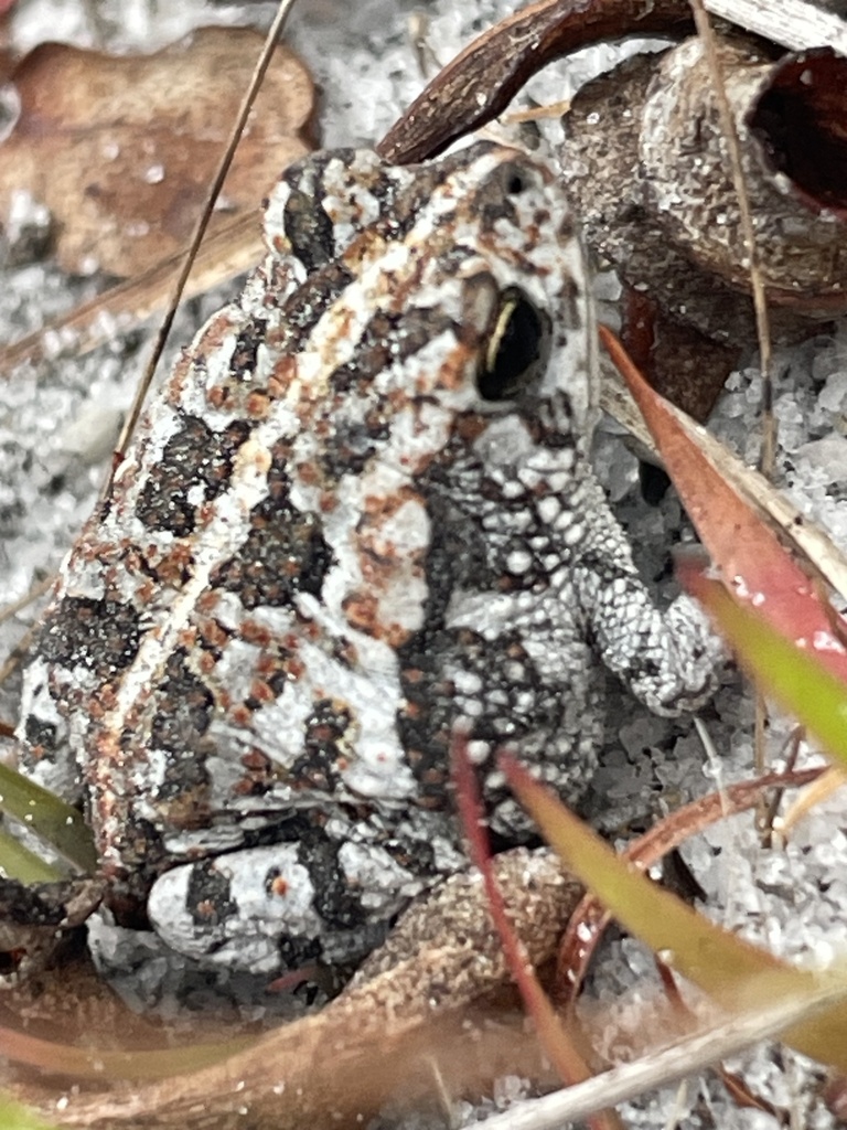 Oak Toad from Avon Park, FL, US on March 10, 2025 at 09:00 AM by Brooke ...