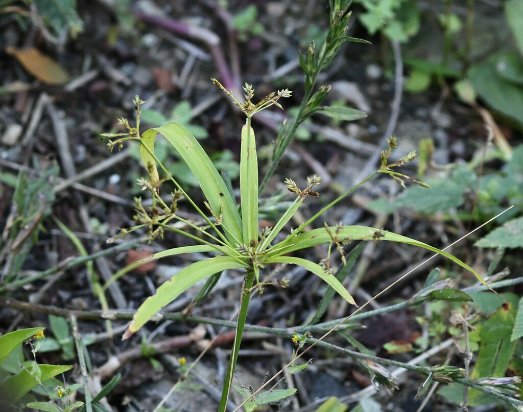 Umbrella Papyrus from San Pedro Pochutla, Oax., Mexico on January 26 ...