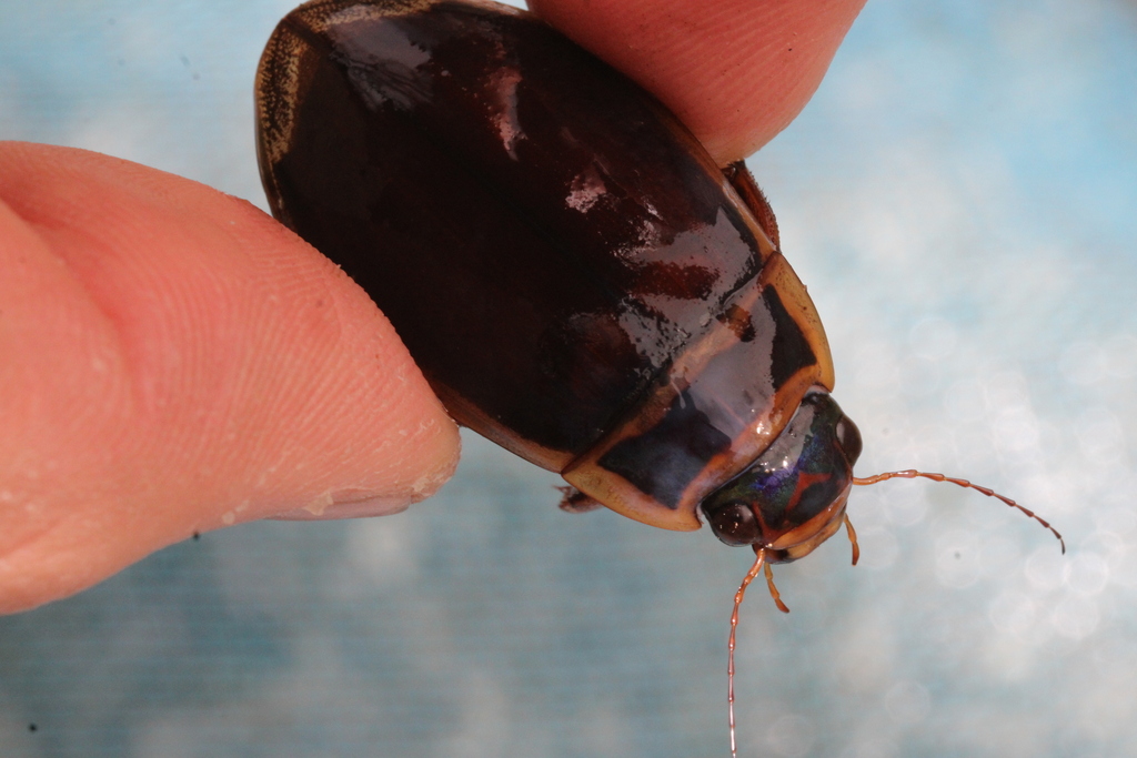 Dytiscus marginalis marginalis from La Frette, France on March 10, 2025 ...