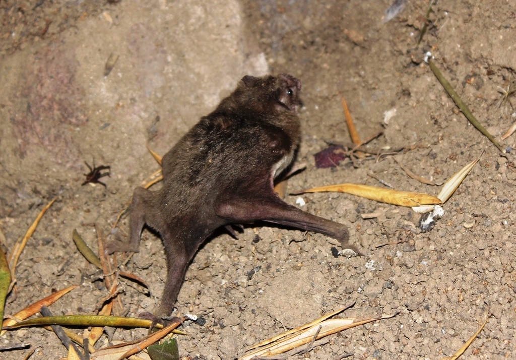 Common Vampire Bat (Desmodus rotundus) - Know Your Mammals